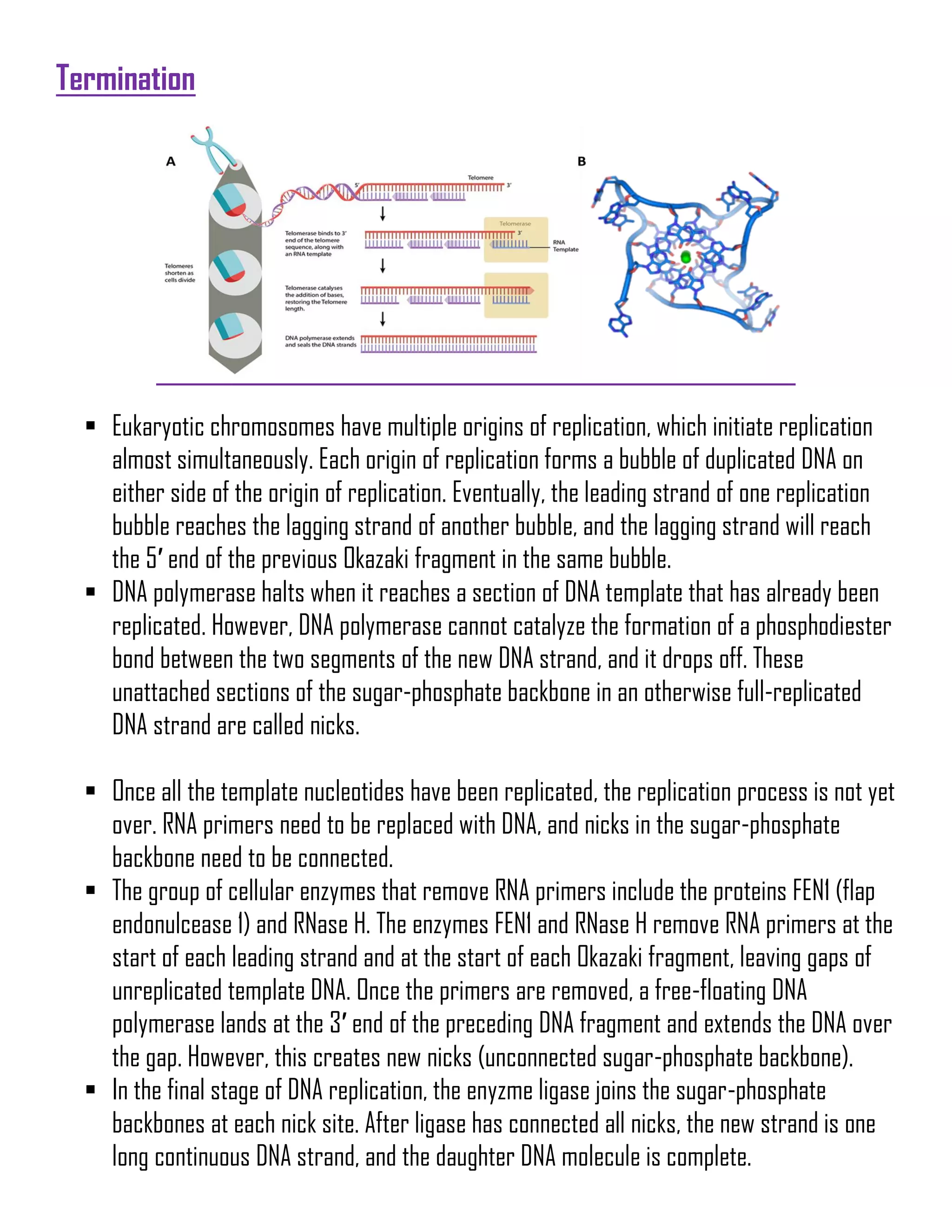 Dna relication in eukaryotes | PDF