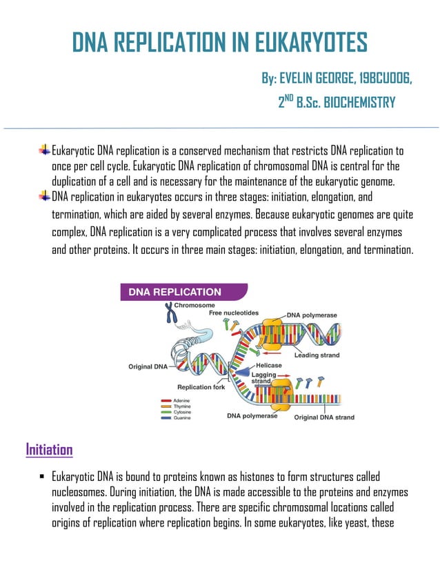 Dna relication in eukaryotes | PDF | Chemistry | Science