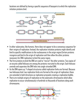 Dna relication in eukaryotes | PDF | Chemistry | Science