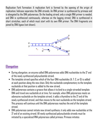 Dna relication in eukaryotes | PDF | Chemistry | Science