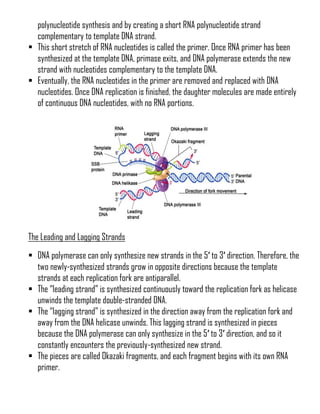 Dna relication in eukaryotes | PDF