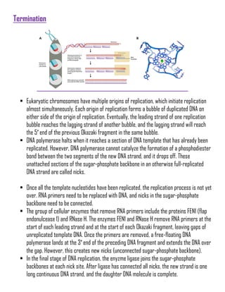 Dna relication in eukaryotes | PDF | Chemistry | Science