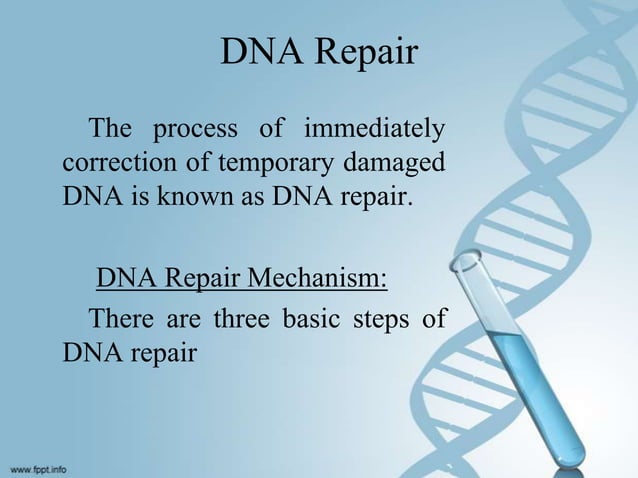 Dna repair | PPT
