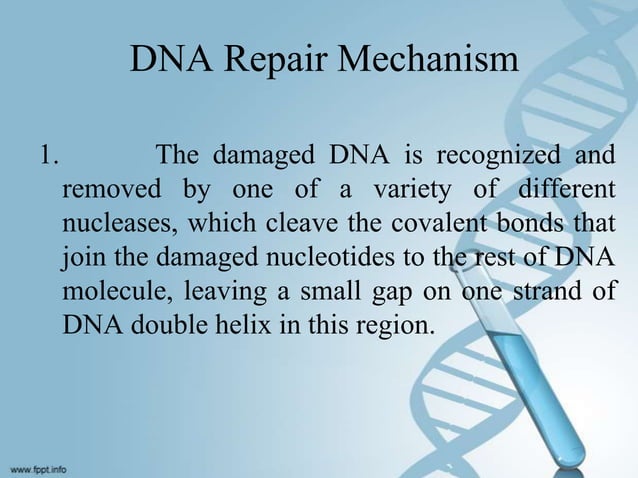 Dna repair | PPT