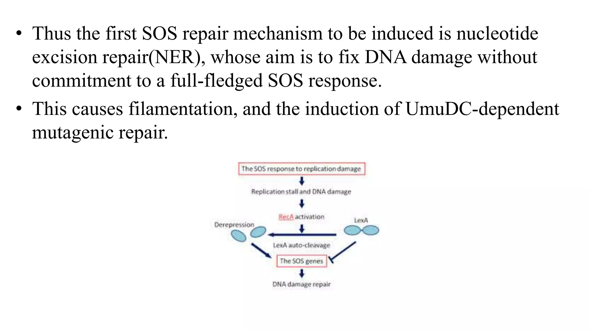 Dna repair | PPTX