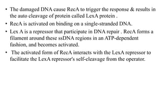 Dna repair | PPTX