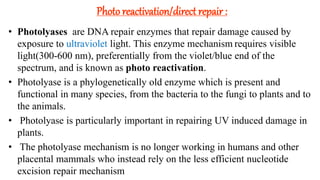 Dna repair | PPTX
