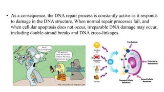 Dna repair | PPTX
