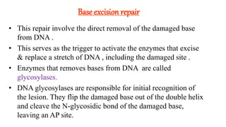 Dna repair | PPTX