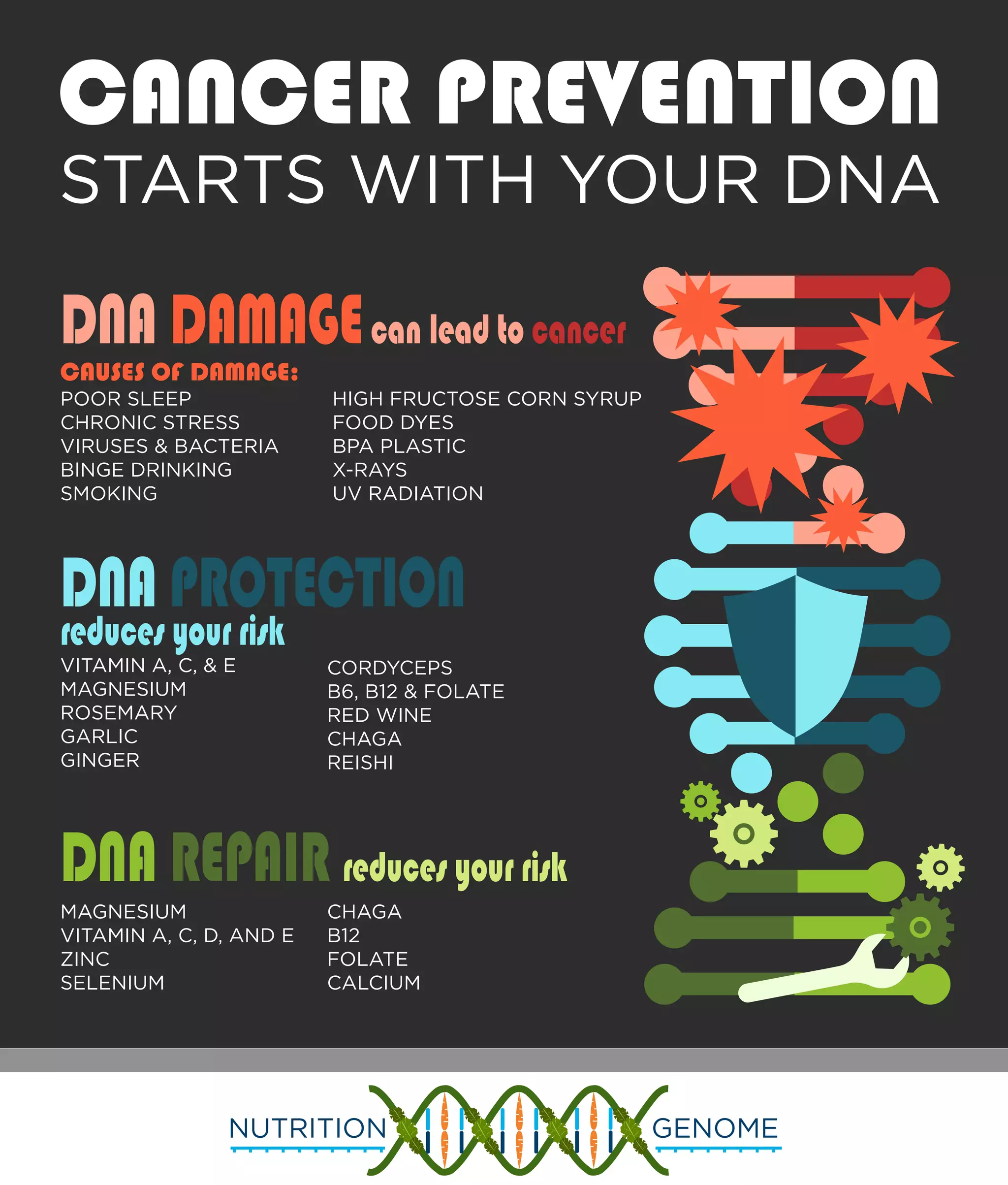 DNA Damage and Repair | PDF