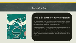 DNA repair | PPT