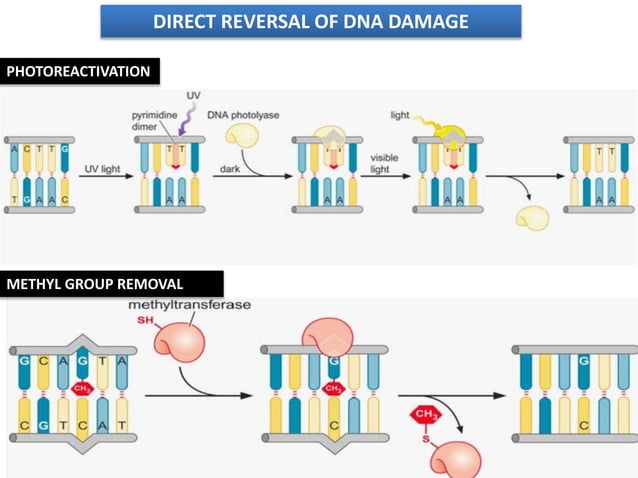 DNA repair | PPT