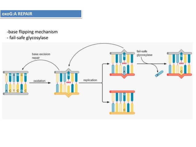 DNA repair | PPT