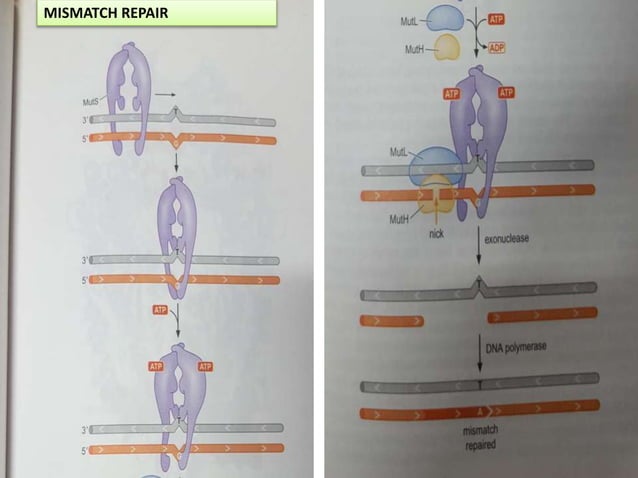 DNA repair | PPT