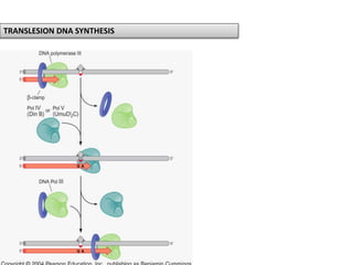 DNA repair | PPTX