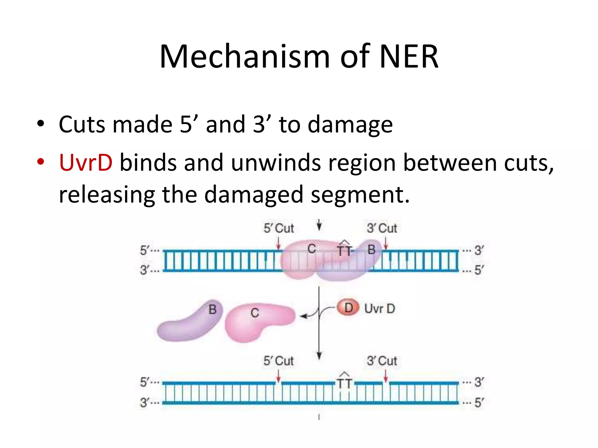 DNA Repair Mechanisms | PPT