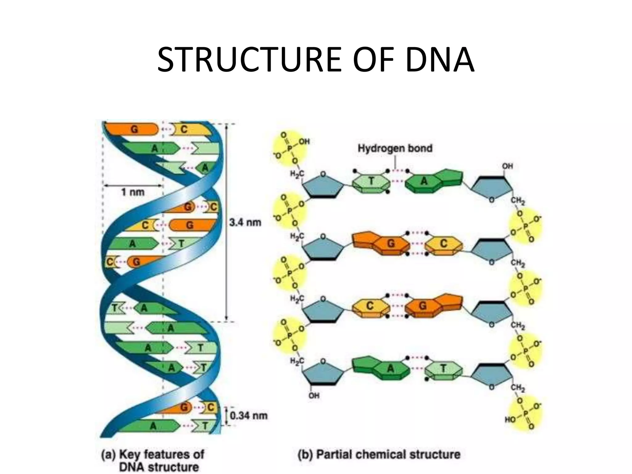 DNA Repair Mechanisms | PPT