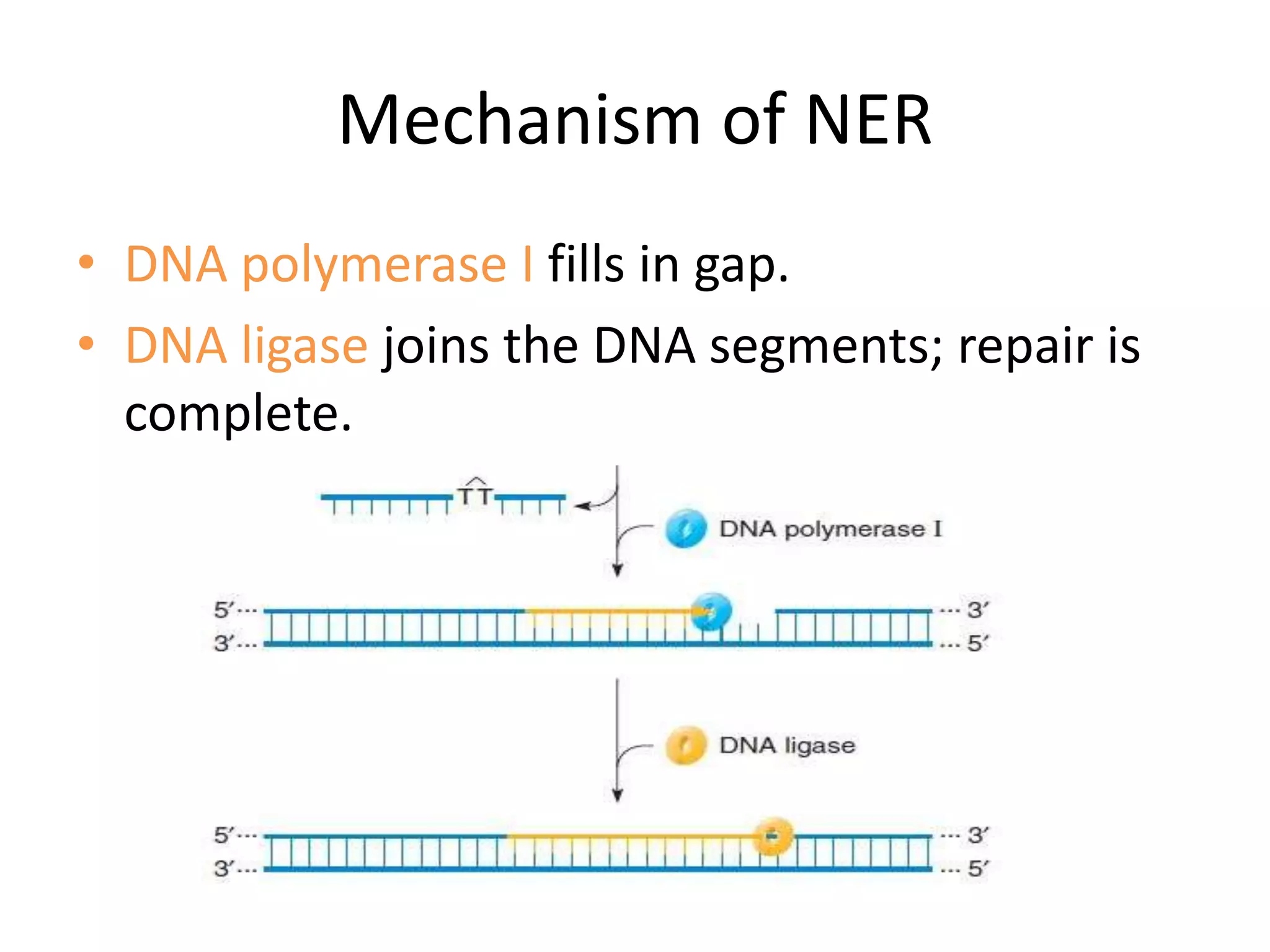 DNA Repair Mechanisms | PPT
