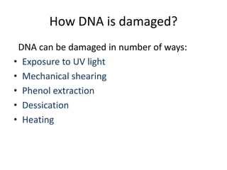 DNA Repair Mechanisms | PPT