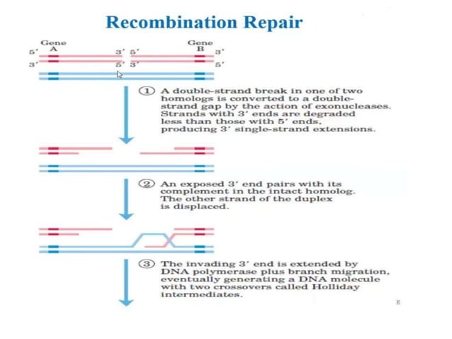 Dna damage,repair | PPT
