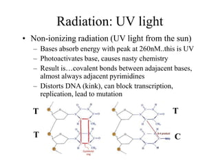 DNA REPAIR-2(1).pptx
