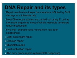 DNA Repair and its types | PPTX | Chemistry | Science
