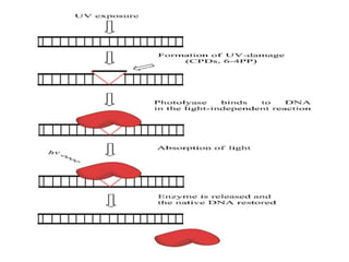 DNA Repair and its types | PPTX | Chemistry | Science