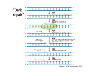DNA Repair and its types | PPTX | Chemistry | Science