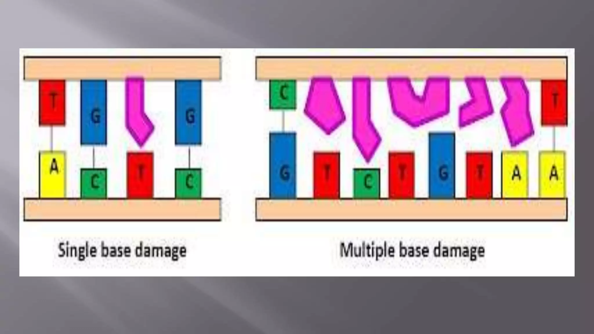 DNA REPAIR.pptx | Chemistry | Science