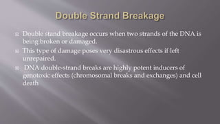 DNA REPAIR.pptx | Chemistry | Science