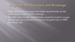 DNA REPAIR.pptx