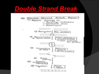 DNA REPAIR.pptx | Cancer | Diseases and Conditions