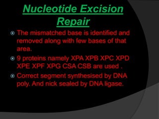 DNA REPAIR.pptx