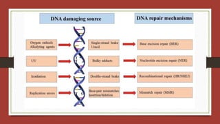 DNA Repair.pptx