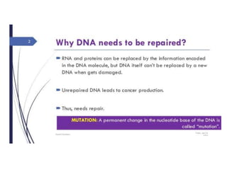 DNA repair | PPT