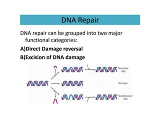 DNA repair | PPT