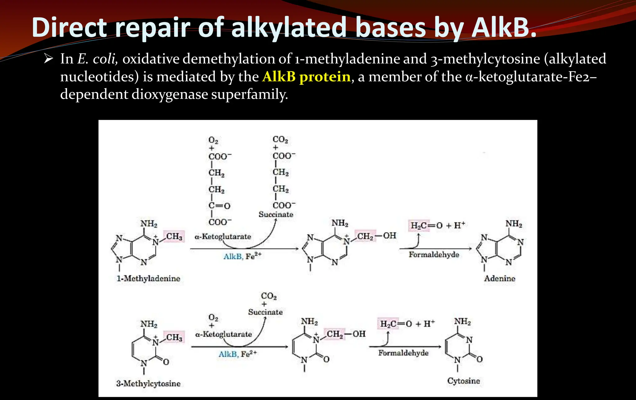 . DNA Repair Mechanisms.pptx