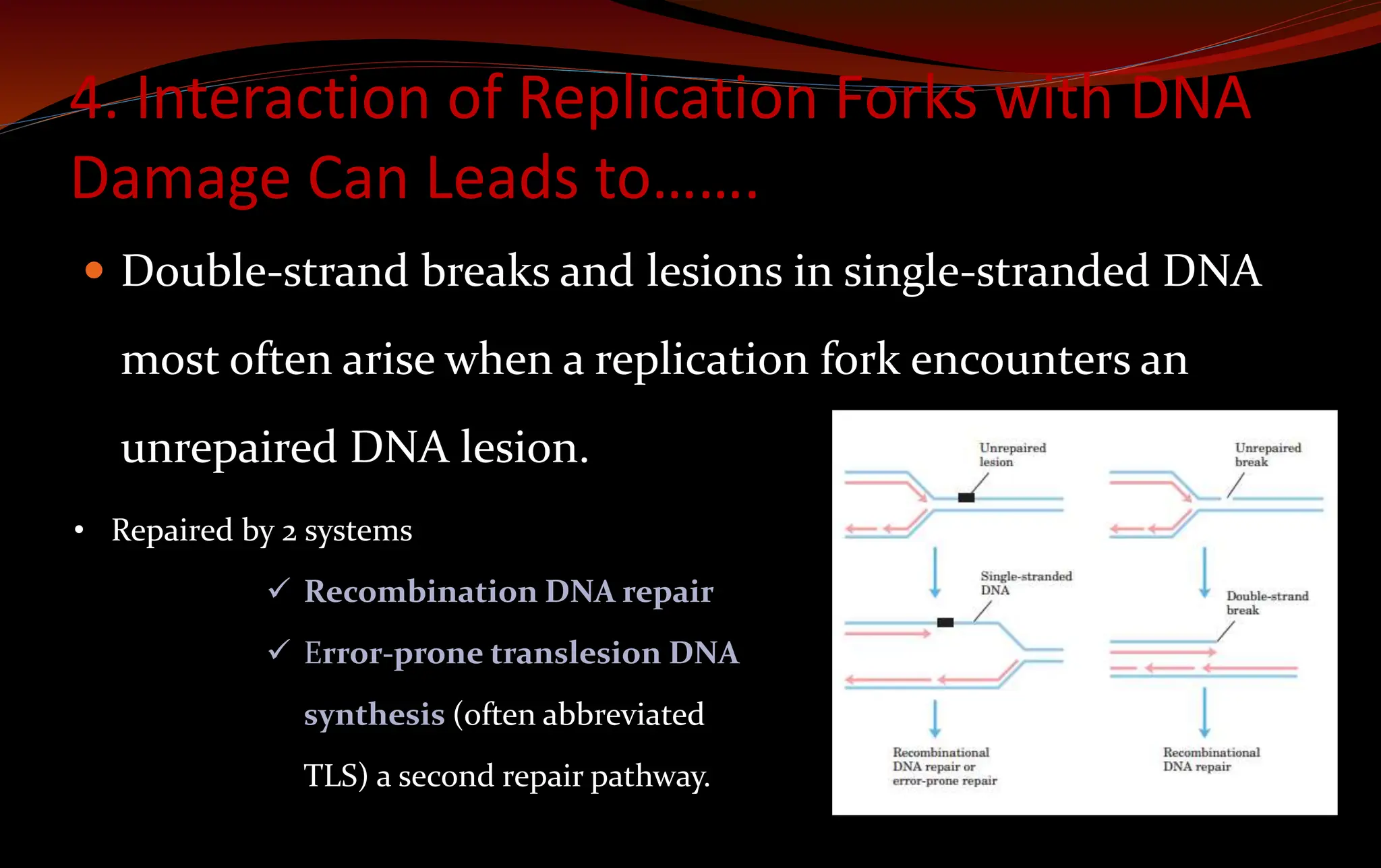 . DNA Repair Mechanisms.pptx | Chemistry | Science