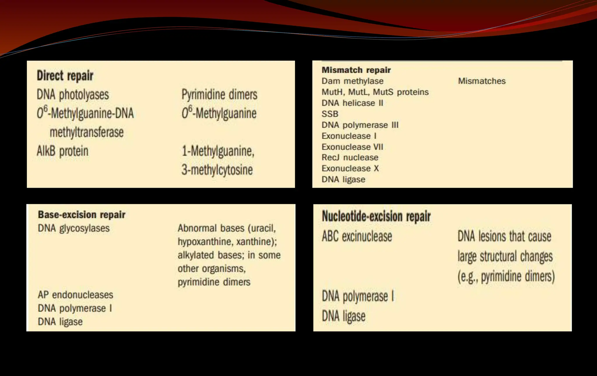 . DNA Repair Mechanisms.pptx