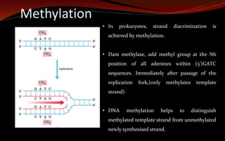 . DNA Repair Mechanisms.pptx | Chemistry | Science
