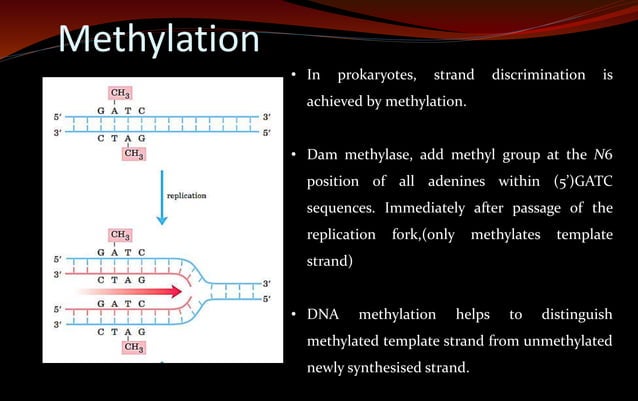 . DNA Repair Mechanisms.pptx