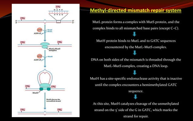 . DNA Repair Mechanisms.pptx