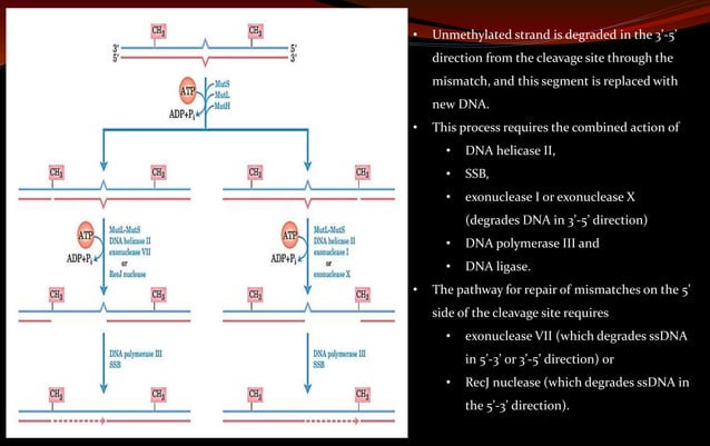 . DNA Repair Mechanisms.pptx