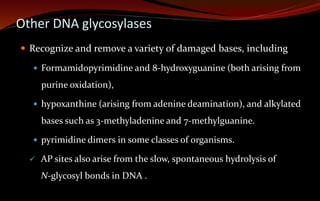. DNA Repair Mechanisms.pptx | Chemistry | Science