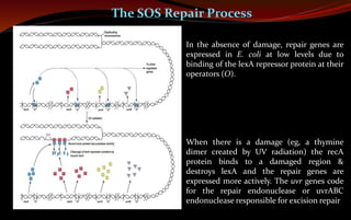 . DNA Repair Mechanisms.pptx | Chemistry | Science