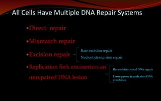 . DNA Repair Mechanisms.pptx | Chemistry | Science