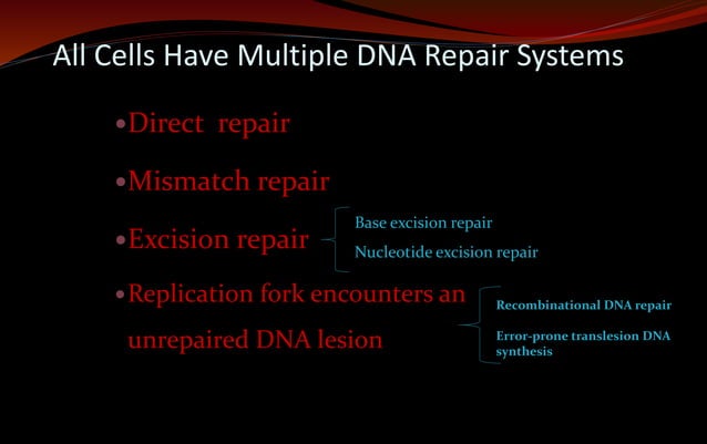. DNA Repair Mechanisms.pptx