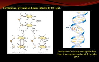 . DNA Repair Mechanisms.pptx | Chemistry | Science