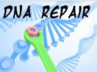 DNA Repair definition, mechanisms of DNA repair | PPT