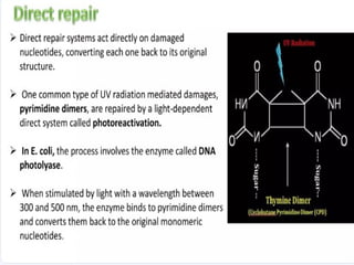 DNA Repair definition, mechanisms of DNA repair | PPT